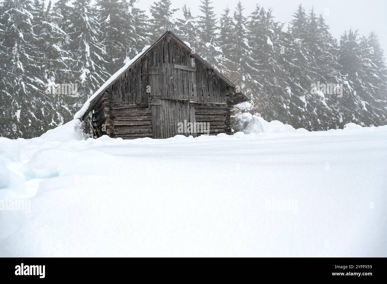 Winter atmosphere. Inside a thick snowfall. Sappada, Dolomites Stock ...