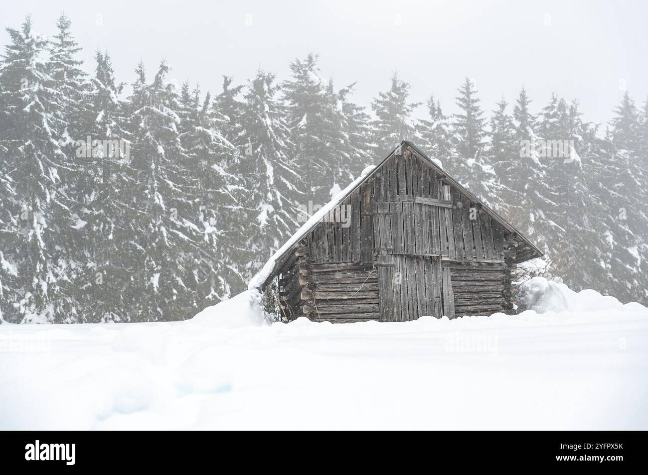 Winter atmosphere. Inside a thick snowfall. Sappada, Dolomites Stock ...
