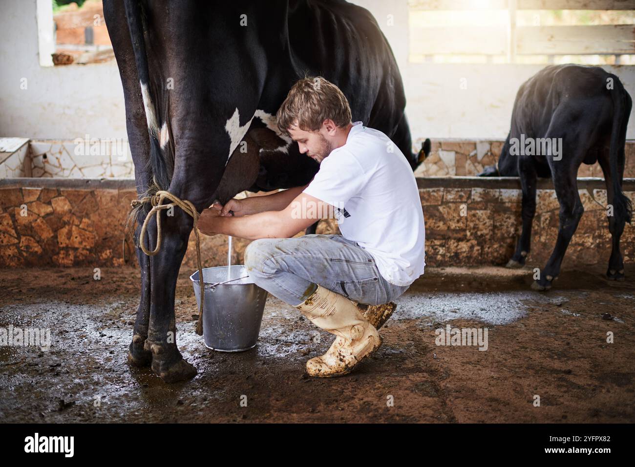 Man, farmer and milking cow in barn, sustainable liquid and container ...