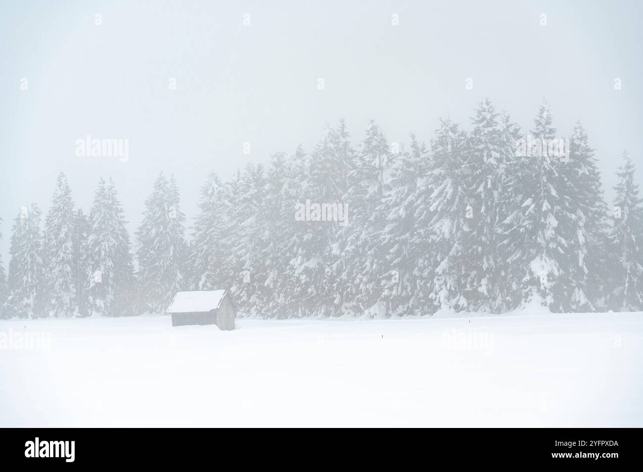 Winter atmosphere. Inside a thick snowfall. Sappada, Dolomites Stock ...
