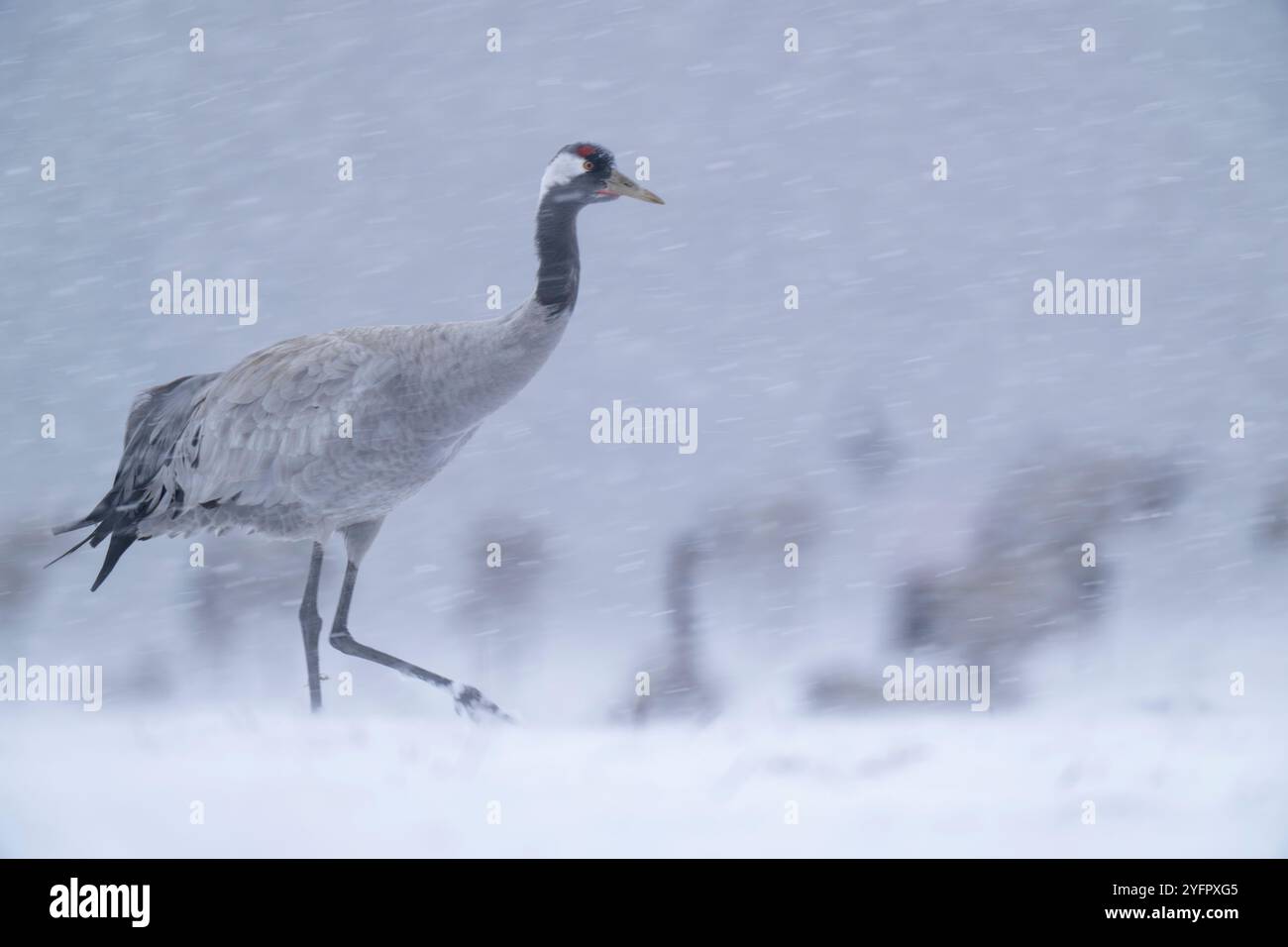 Crane (Grus grus), playing. Common Crane (Grus grus), Gravel gravel ...