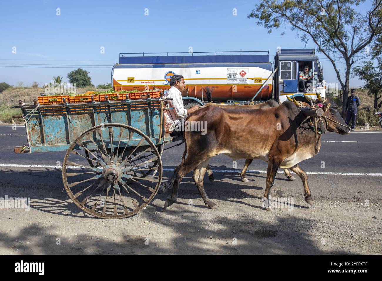 Buffalo-driven cart on a road in Maharashtra, India Stock Photo - Alamy