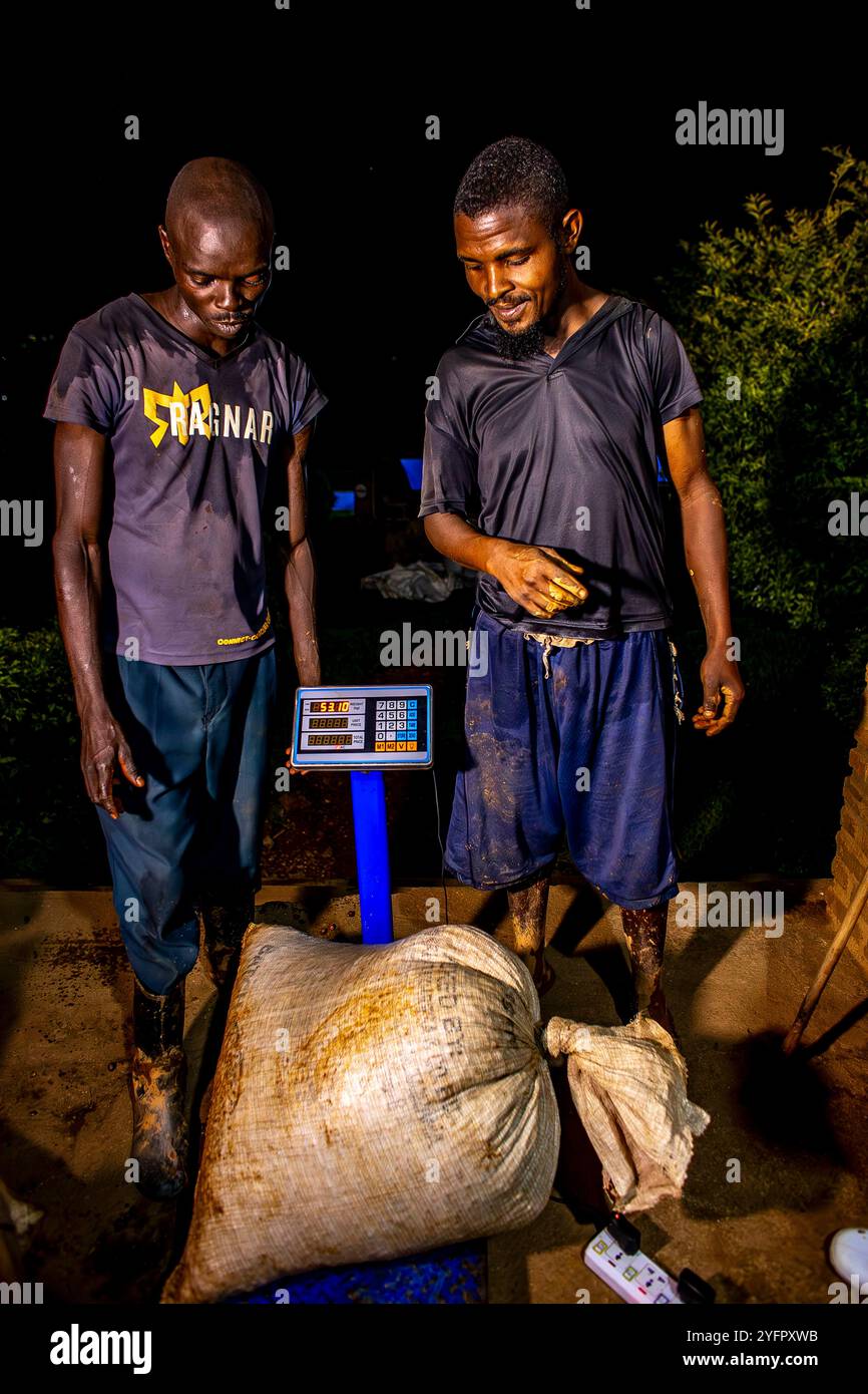 Coffee growers weighing coffee cherries in a coffee washing station ...