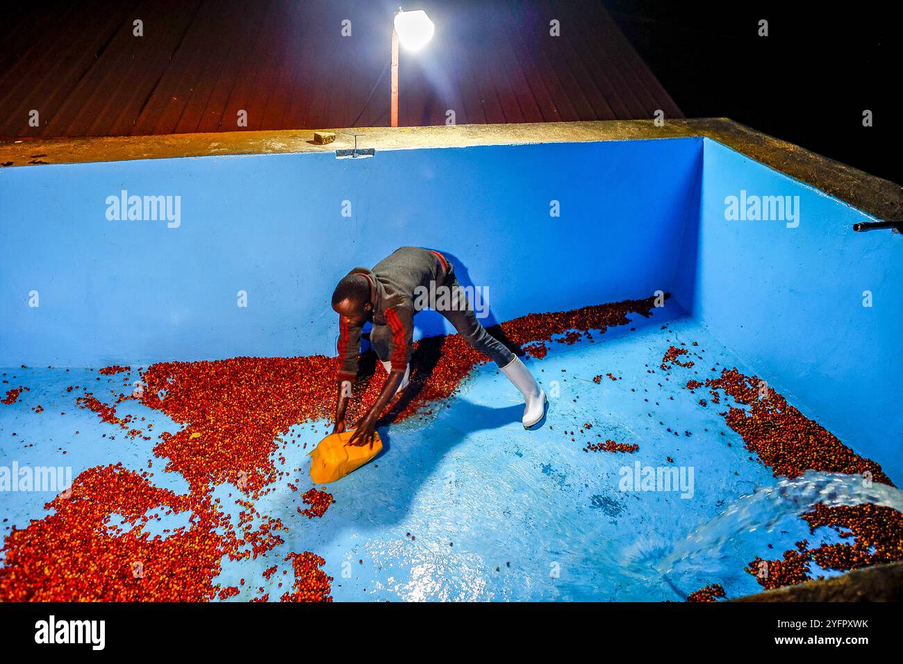 Coffee washing station, Rutsiro district, Northern province, Rwanda ...