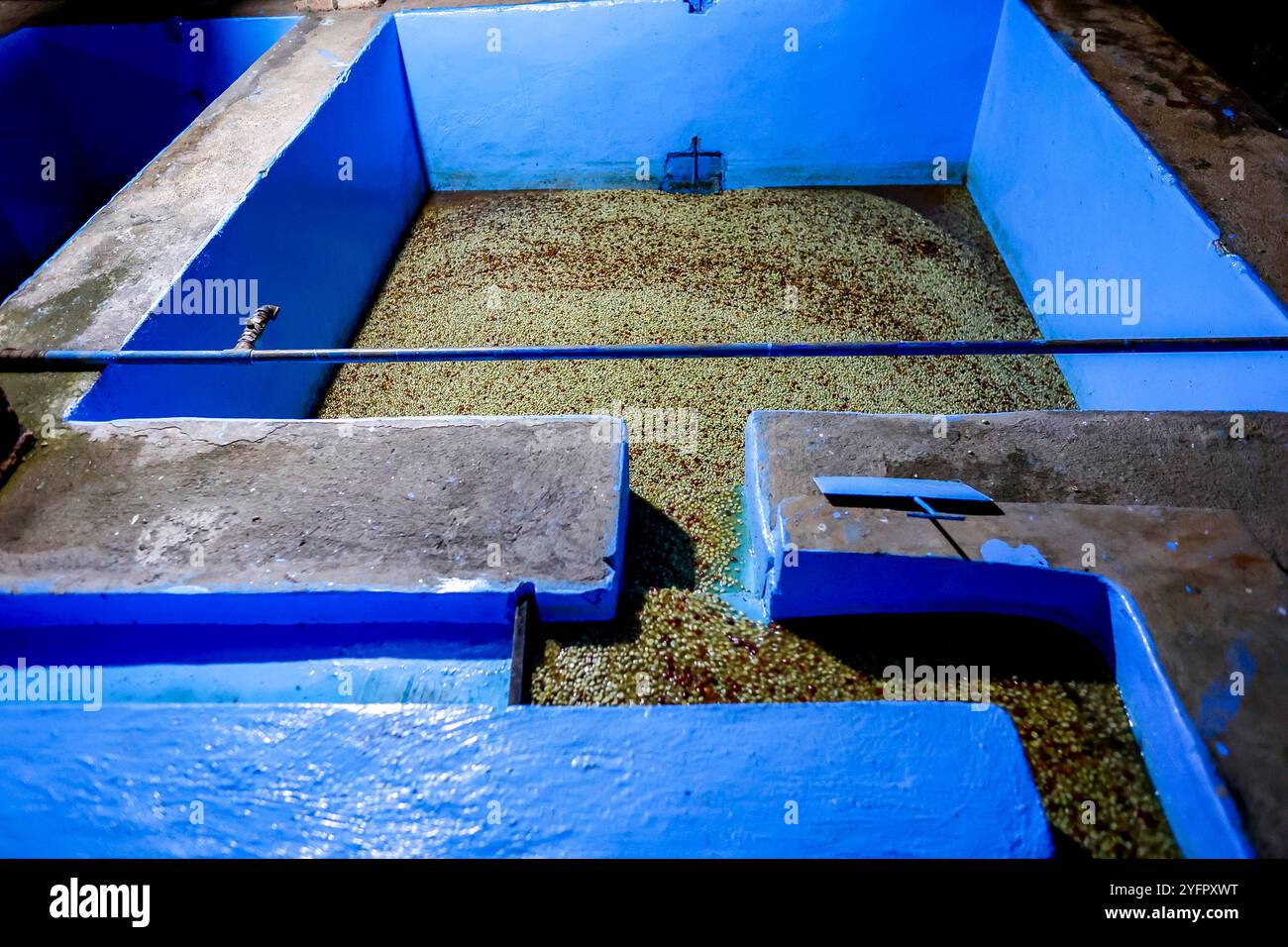 Coffee washing station, Rutsiro district, Northern province, Rwanda ...