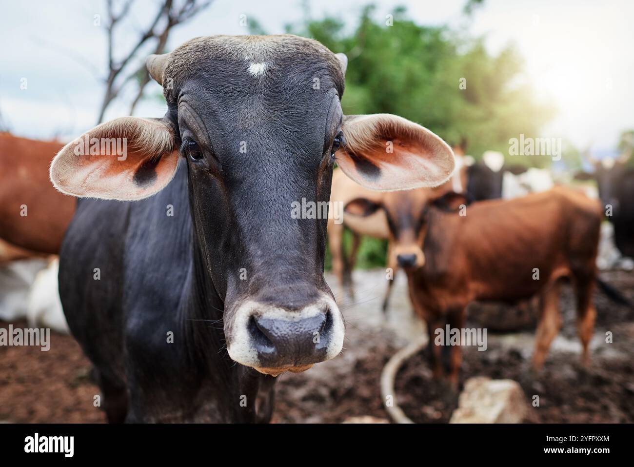 Cow, portrait and livestock on farm for agriculture, breeding programme ...