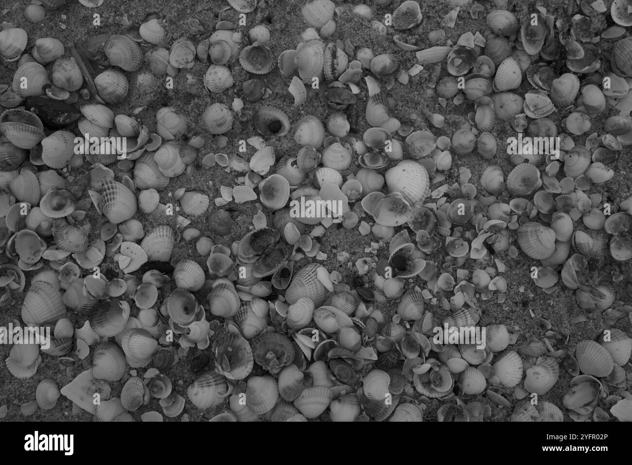 Ängelholm, Skåne, Sweden. November 4 2024. Seashells on the beach Stock ...