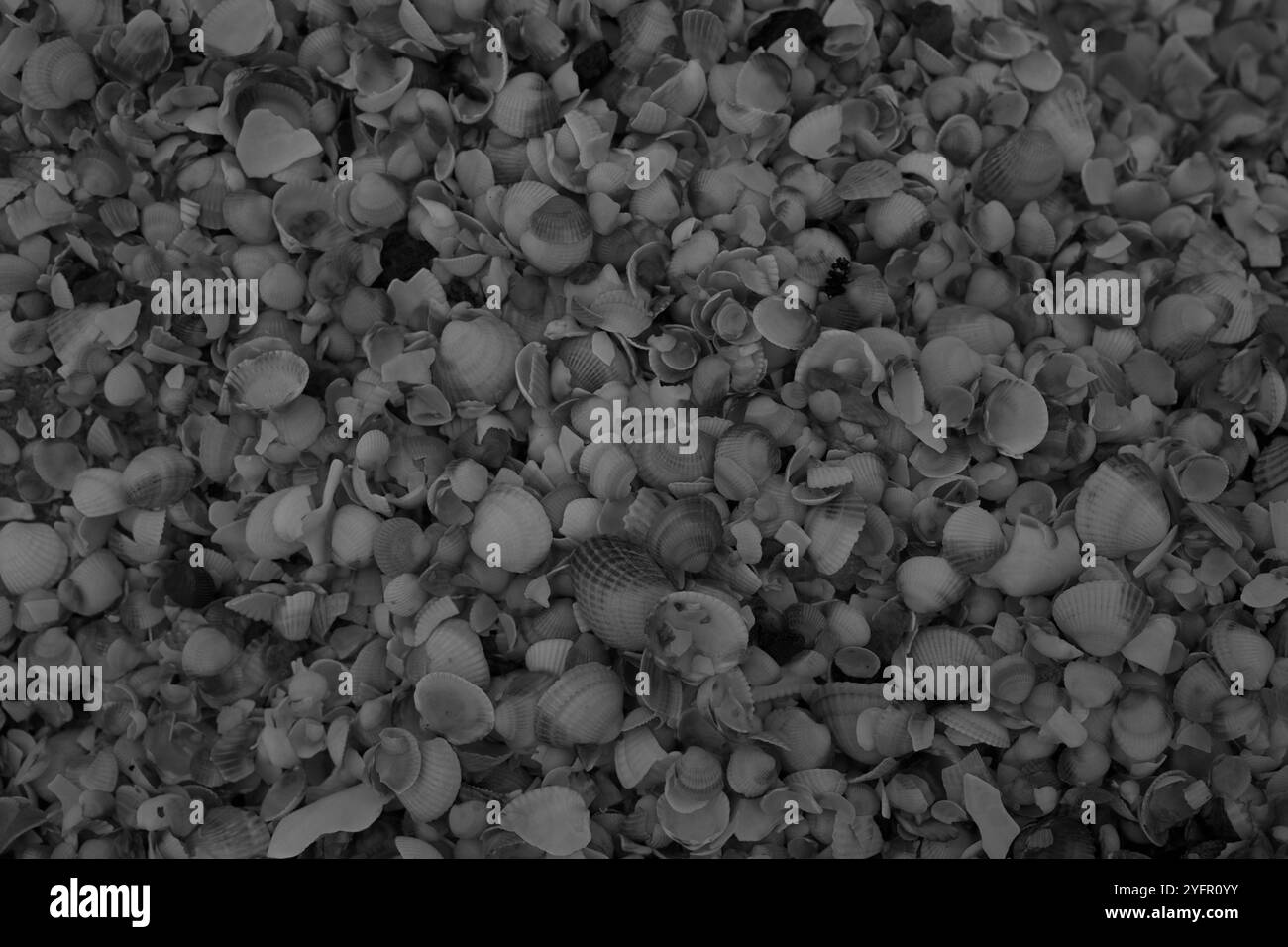 Ängelholm, Skåne, Sweden. November 4 2024. Seashells on the beach Stock ...