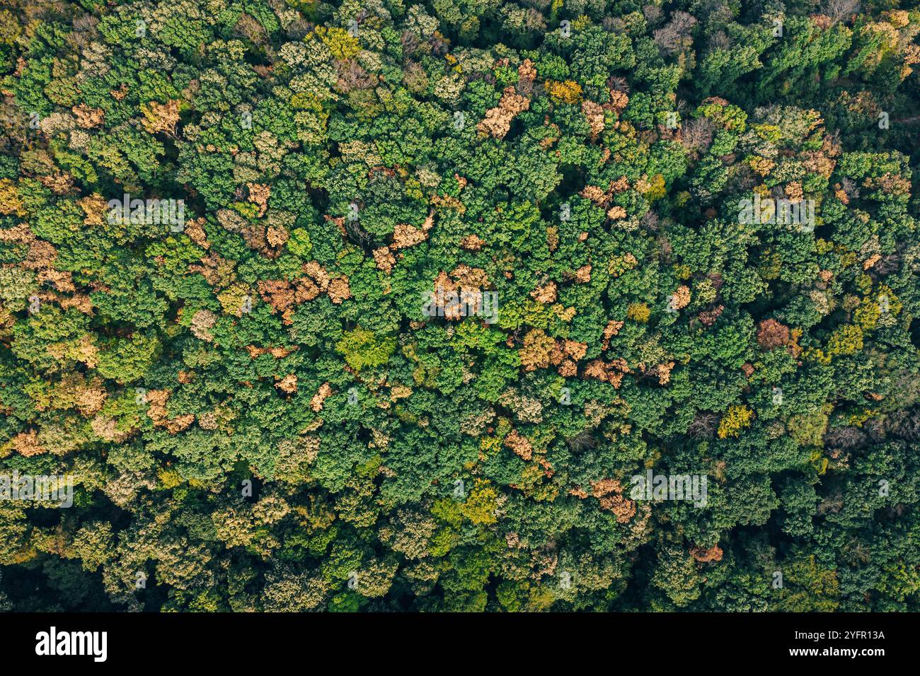 Aerial view of a vibrant green forest, with dense foliage creating a beautiful natural texture ...