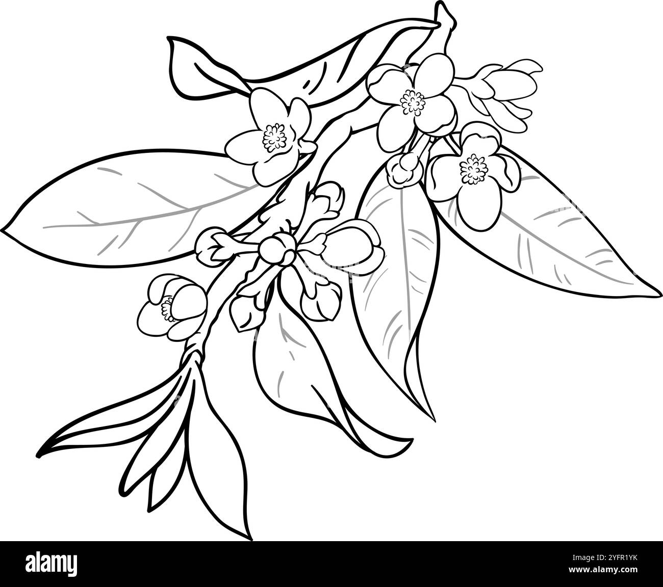 Garcinia Branch with Flowers Outline Illustration Stock Vector Image ...