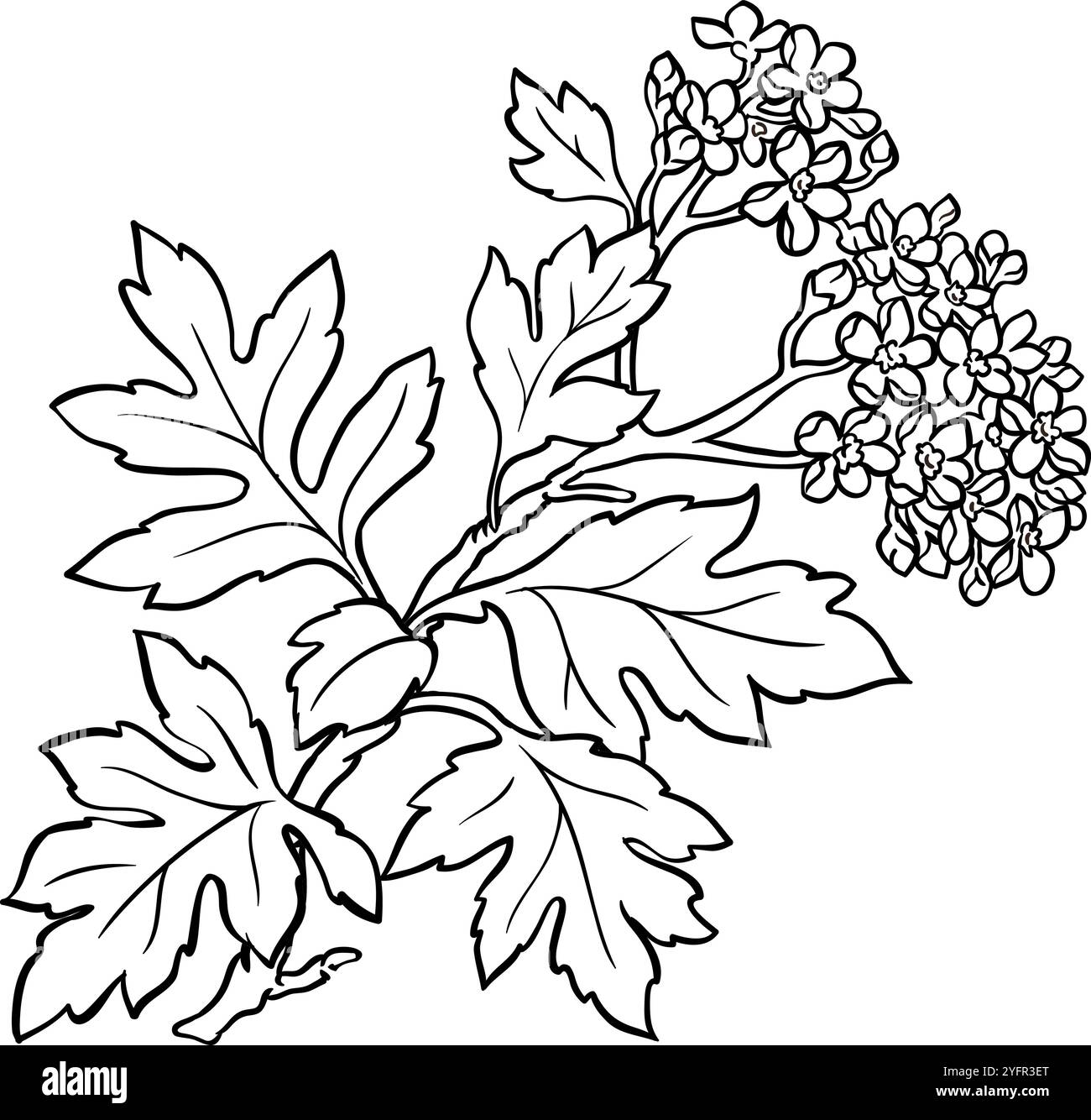 Hawthorn Branch with Flowers Outline Illustration Stock Vector Image ...
