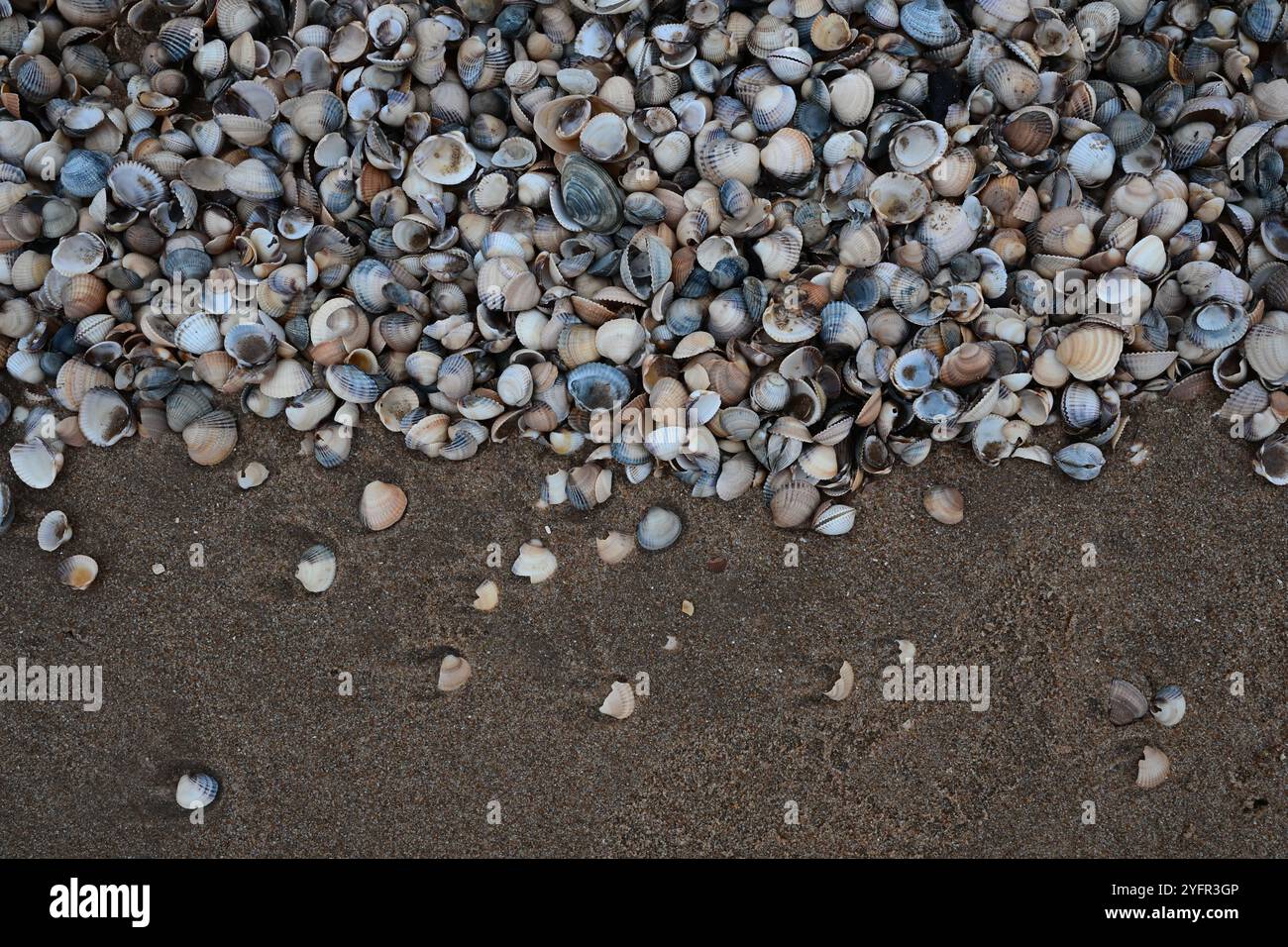 Ängelholm, Skåne, Sweden. November 4 2024. Seashells on the beach Stock Photo - Alamy