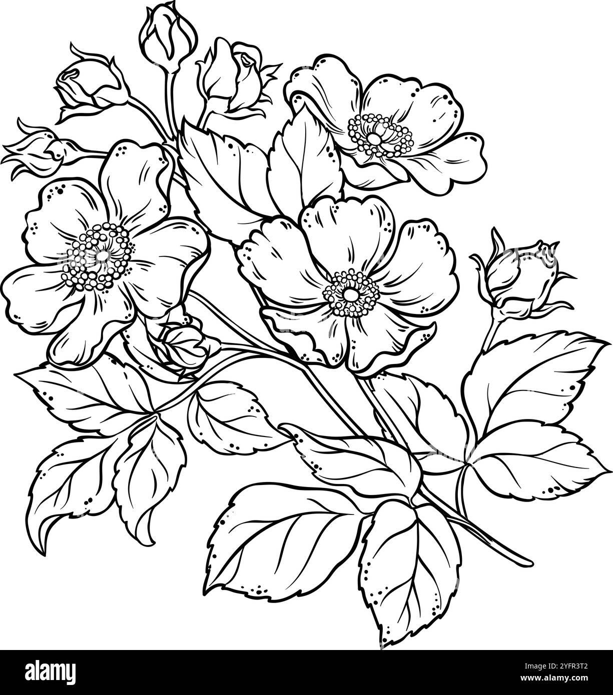 Dog Rose Branch Colored Detailed Illustration Stock Vector Image & Art ...