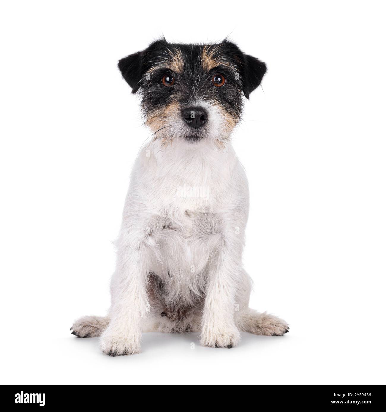 Cute senior Jack Russel dog, sitting up facing front. Looking straight ...