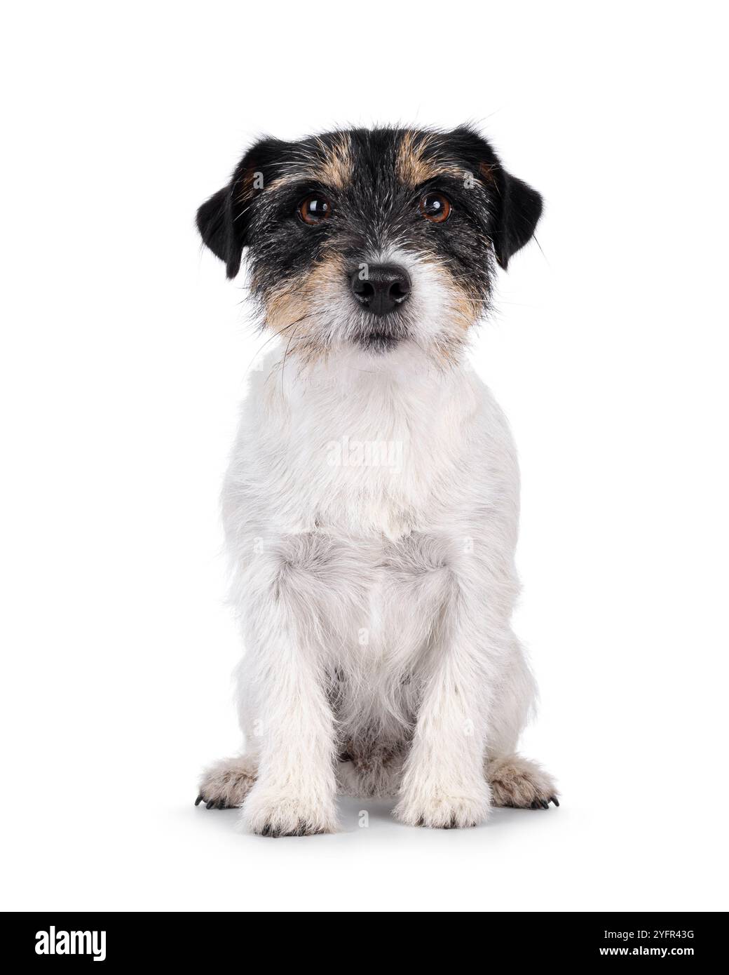 Cute senior Jack Russel dog, sitting up facing front. Looking straight ...