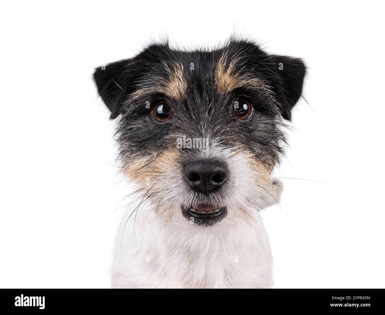 Head shot of cute senior Jack Russel dog facing front. Looking straight ...