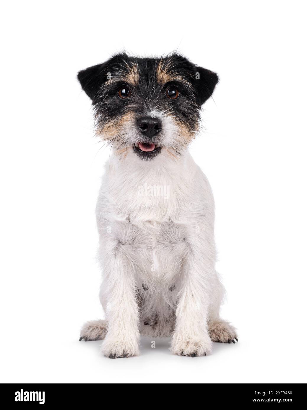 Cute senior Jack Russel dog, sitting up facing front. Looking straight ...