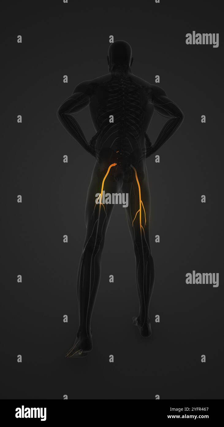 Man Showing Both Side Sciatica Nerves Stock Photo - Alamy