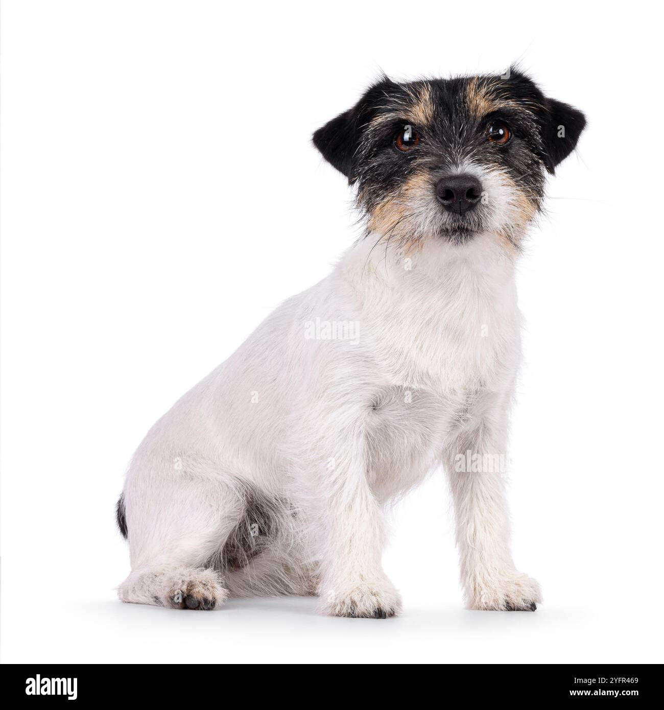 Cute senior Jack Russel dog, sitting side ways. Looking straight to ...