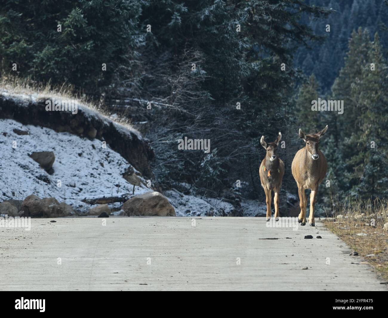White lipped deer hi-res stock photography and images - Alamy