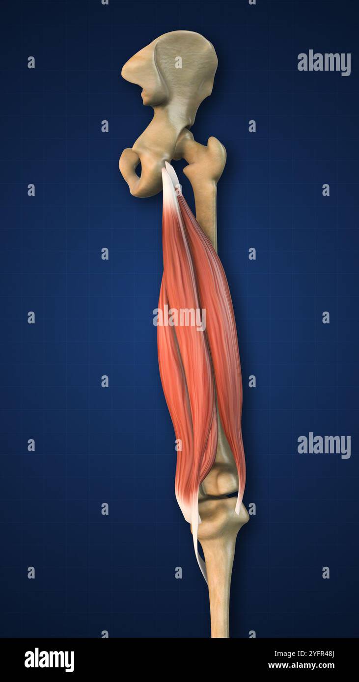Hamstring muscle hi-res stock photography and images - Alamy