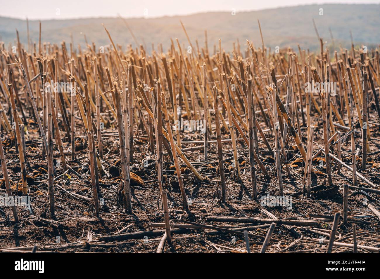 Vast harvested cornfield, showcasing dry land and maize stalks Stock ...