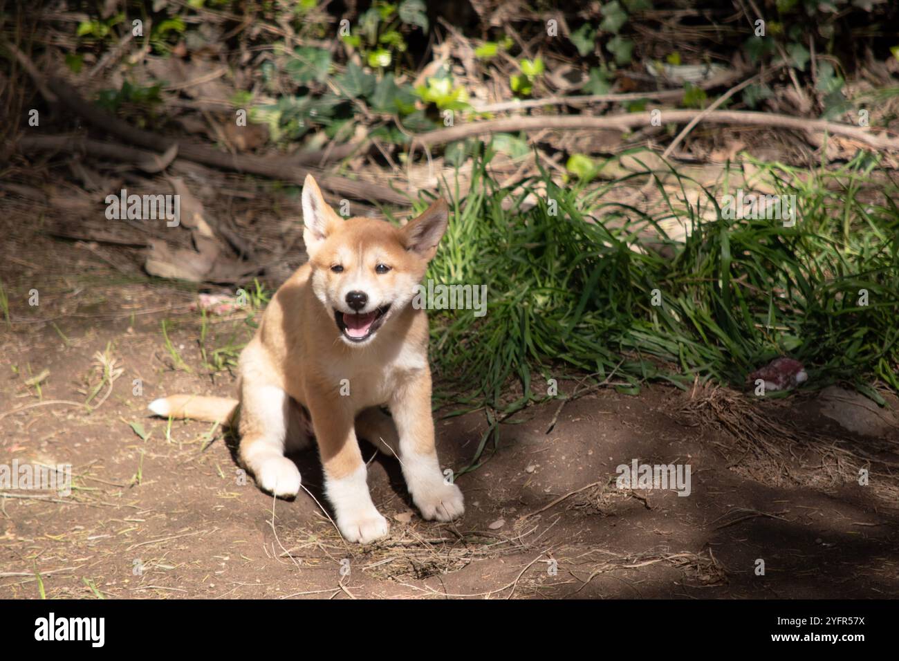 Dingos usually have a ginger coat and most have white markings on their ...