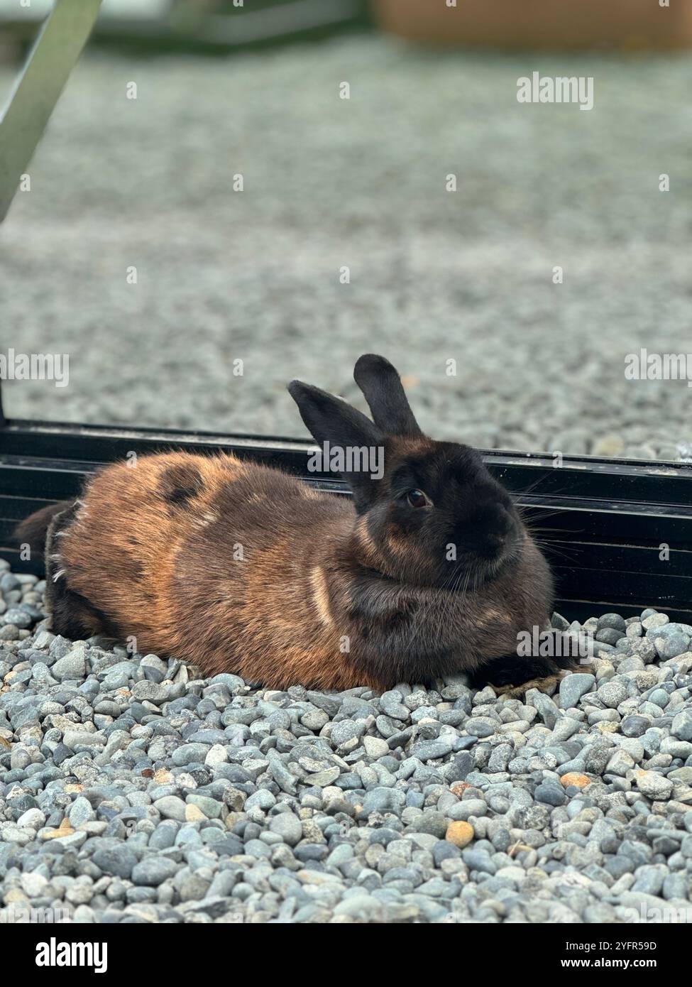 Cute brown female rabbit lying down on grey stones Stock Photo - Alamy