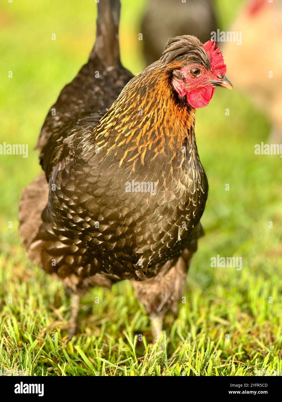 Side profile of chicken against grass background Stock Photo - Alamy