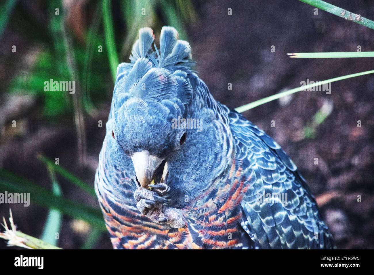 The male gang-gang parrot has a small, stocky cockatoo with a wispy ...