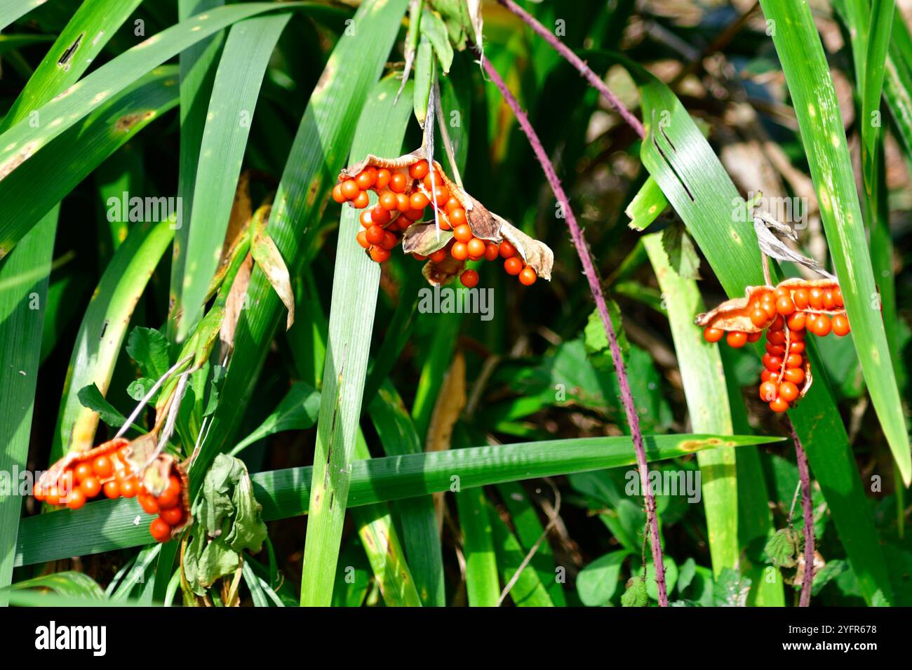 Iris Seed Pods (Iris germanica) showing the orange seeds in Close up ...