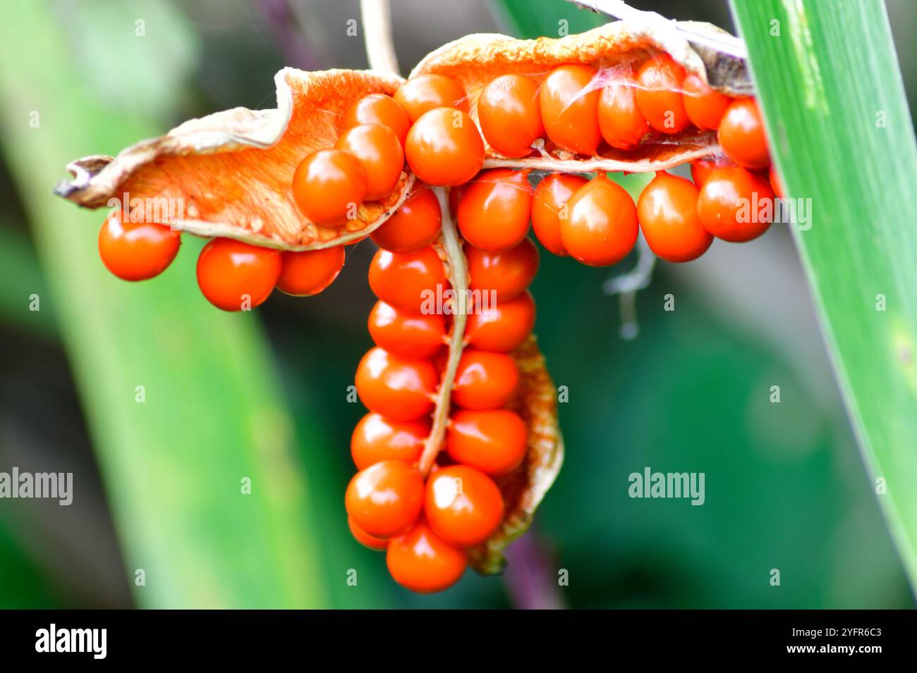 Iris Seed Pods (Iris germanica) showing the orange seeds in Close up ...