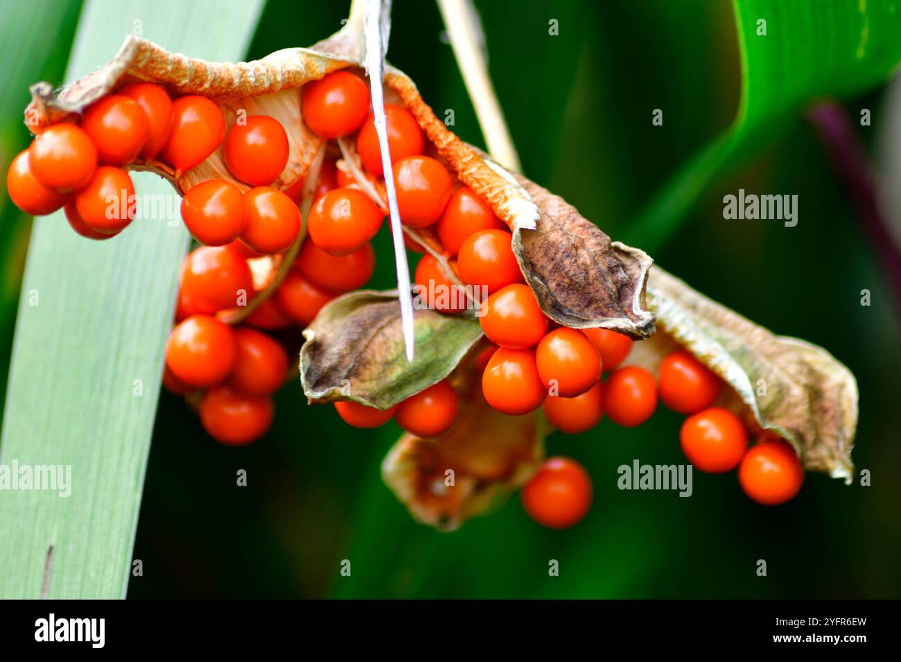 Iris Seed Pods (Iris germanica) showing the orange seeds in Close up ...