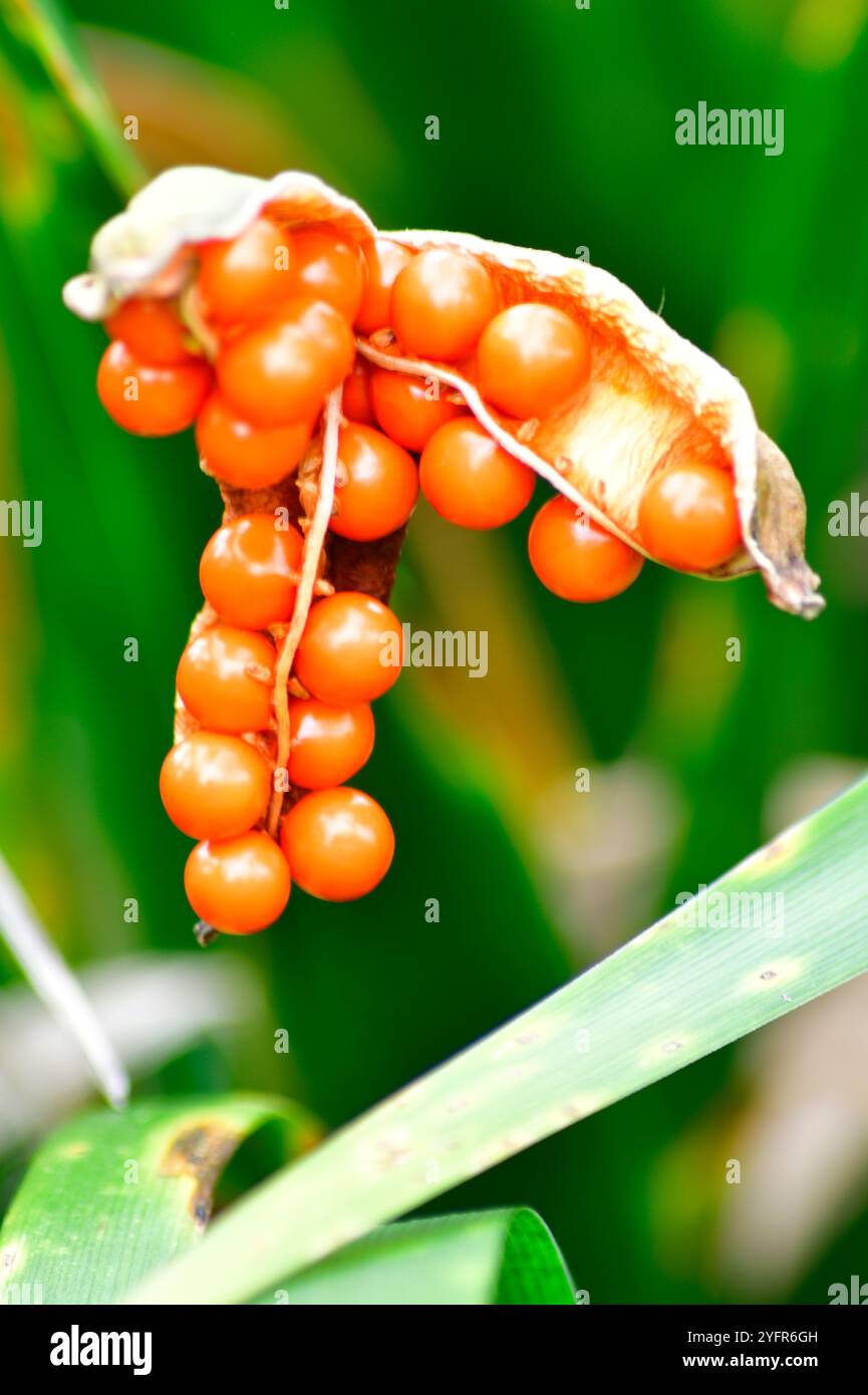 Iris Seed Pods (Iris germanica) showing the orange seeds in Close up ...