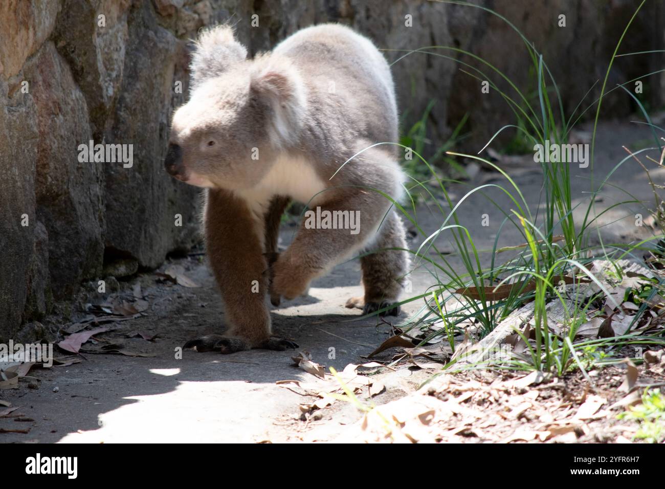 the Koala has a large round head, big furry ears and big black nose ...