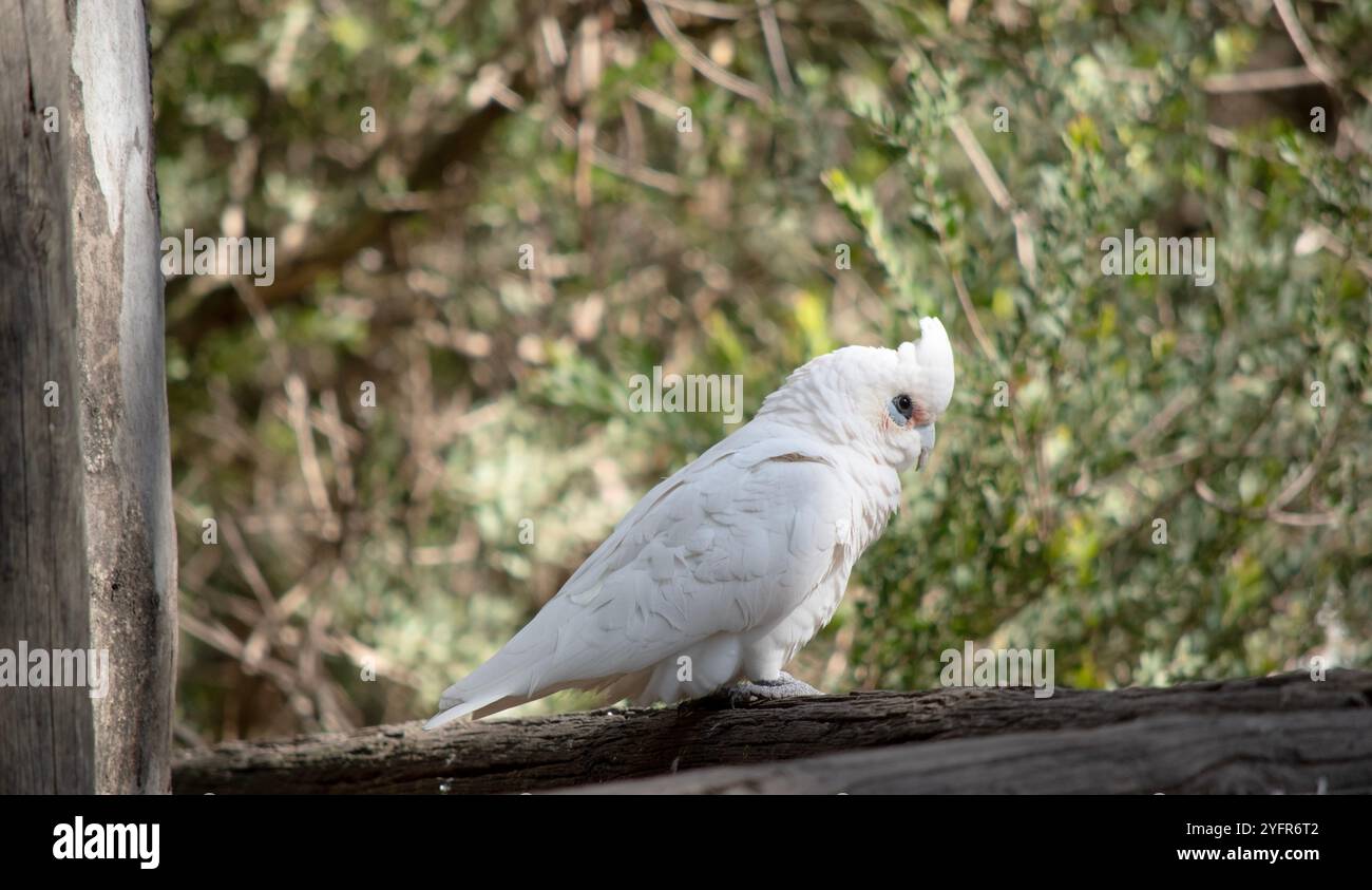 the little corella is an all white bird with red on the face with a ...
