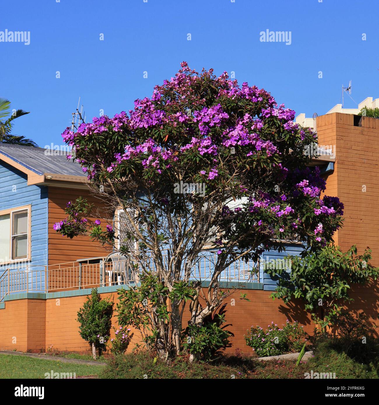 Australian Glory Flower Bush, Port Macquarie Stock Photo - Alamy