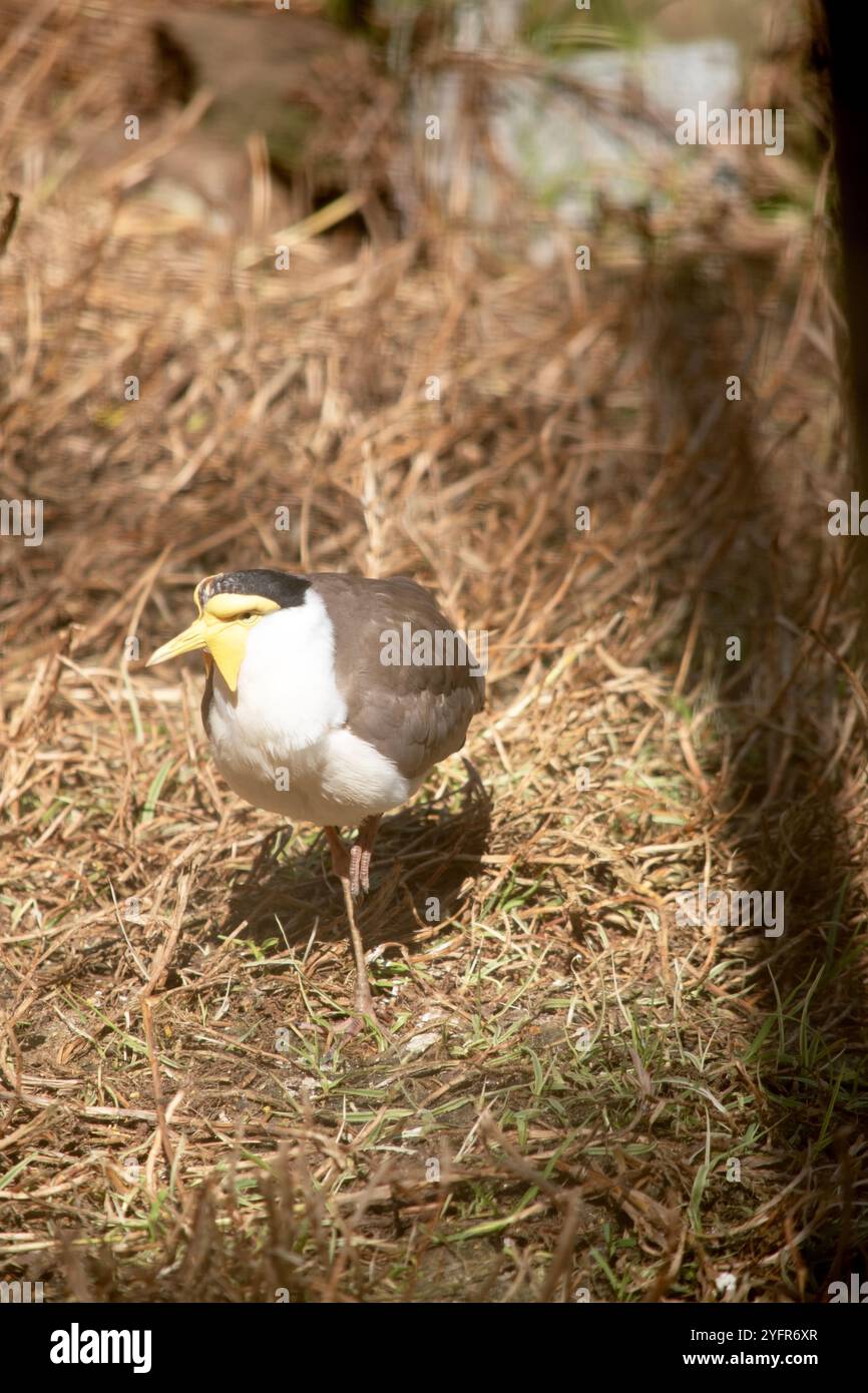 Large yellow wattles hi-res stock photography and images - Alamy