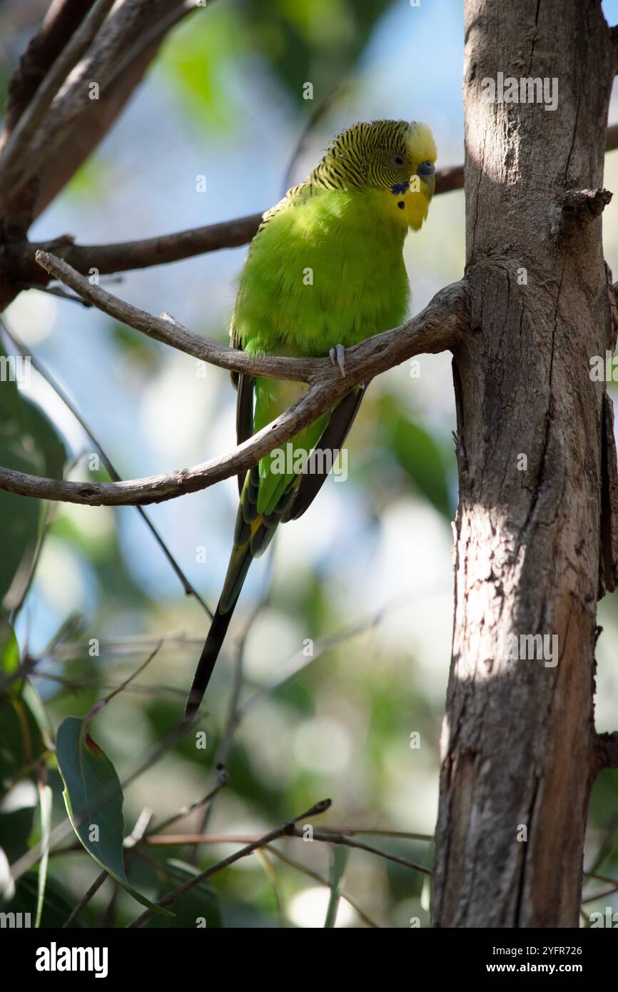 Parakeets are pale green with black bars on their backs, heads, and ...