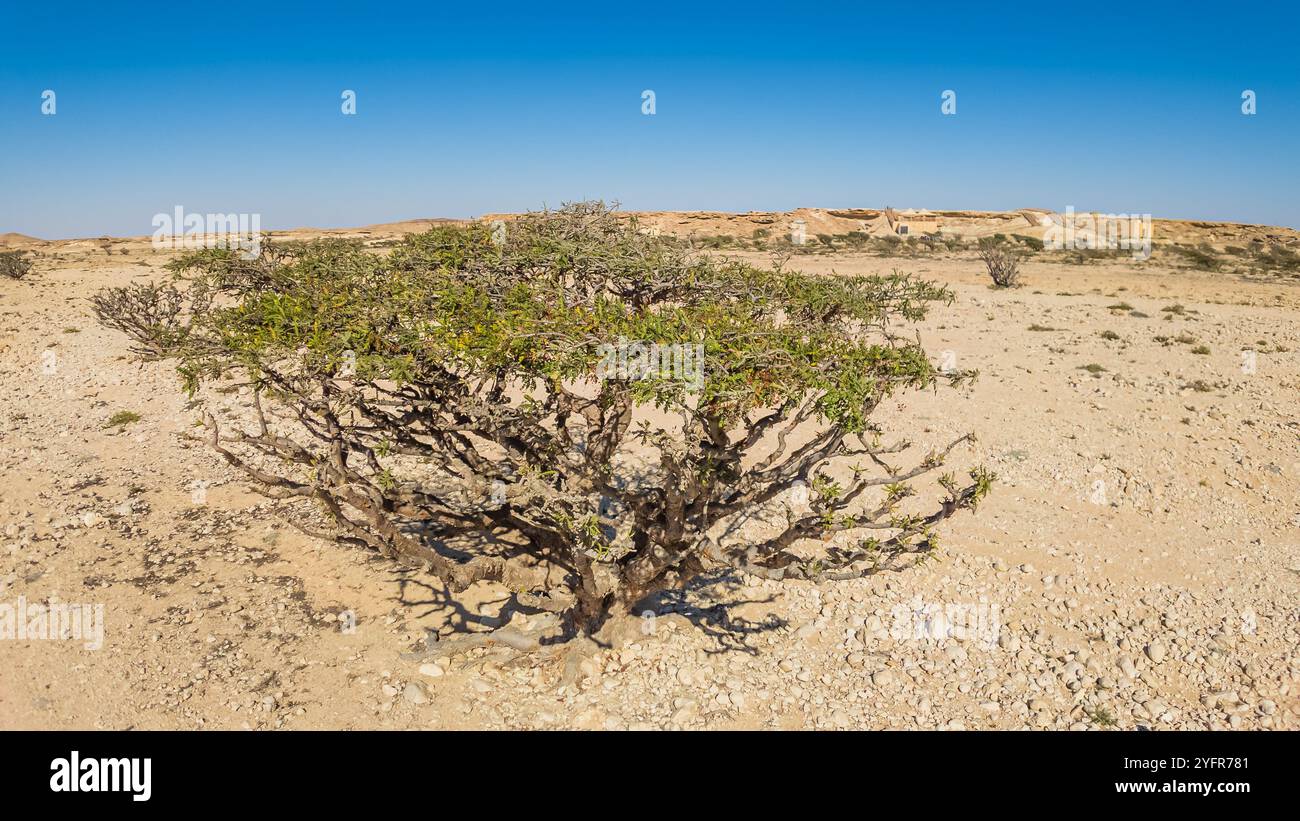 top view of Frankincense Trees in Wadi Dawkah Park Oman,recognized for ...