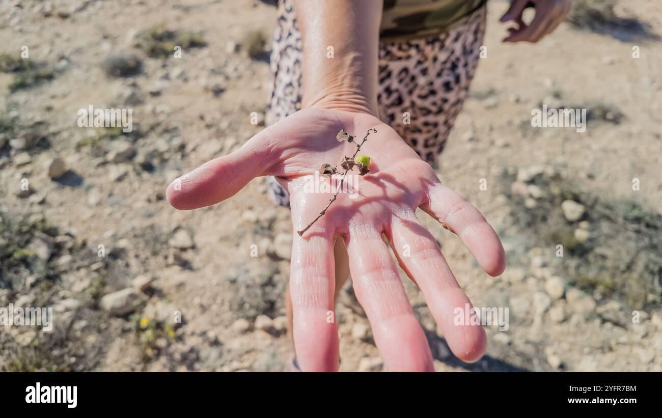 Close-up of flower and fruit of the Frankincense Tree. Wadi Dawkah ...