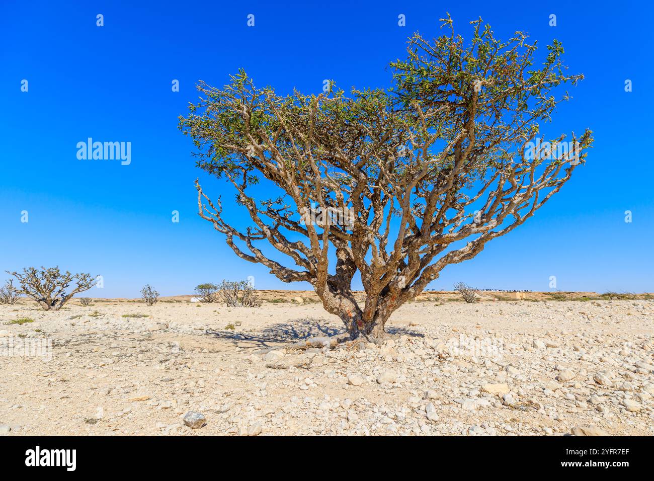Scenic view of a Frankincense tree growing in the arid landscape of ...