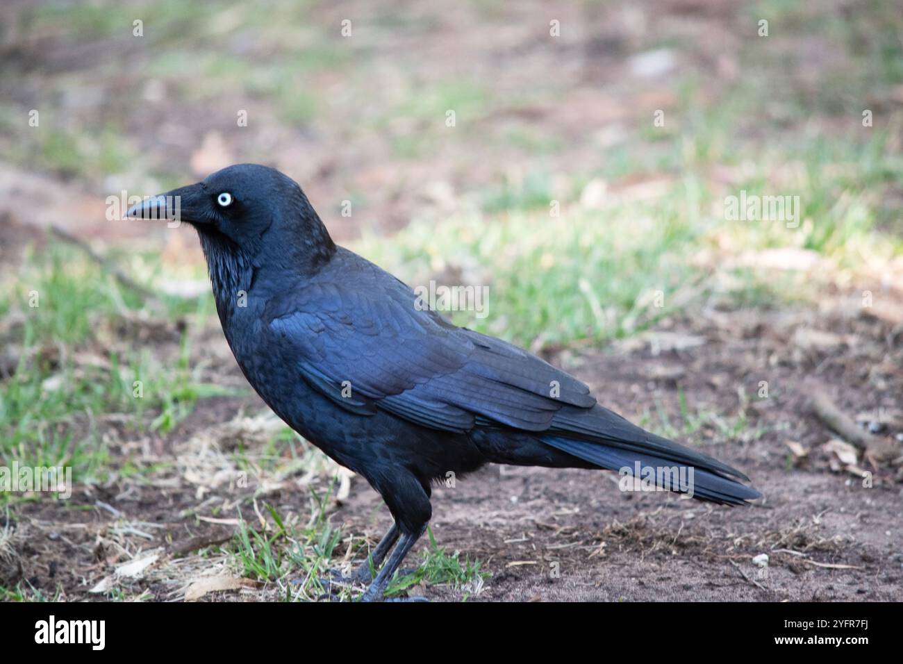 the Australian raven is a black bird with white eyes and grey feet and ...