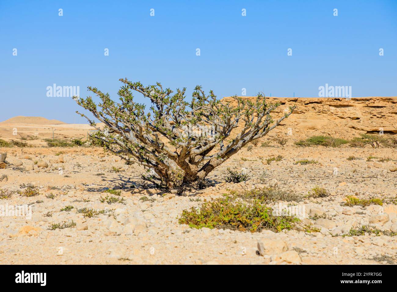 Boswellia sacra tree growing in arid landscape of Wadi Dawkah natural ...
