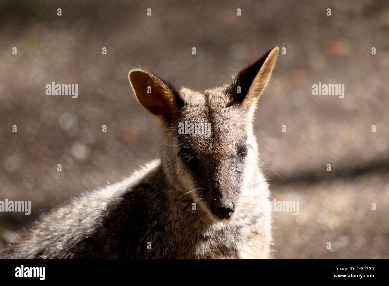 The red necked wallaby has mostly tawny grey fur, with a white chest ...