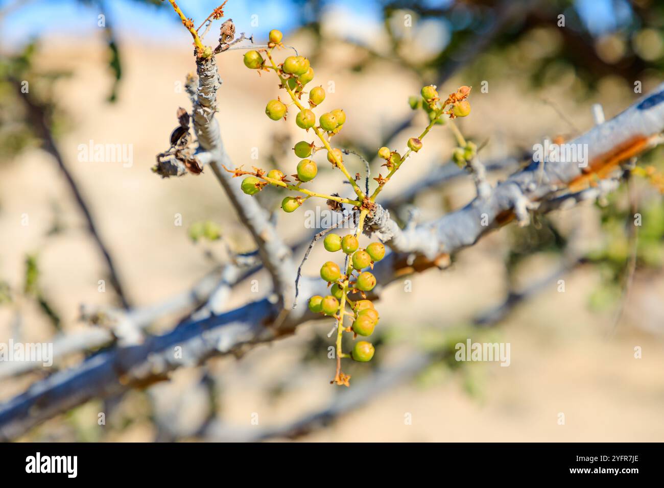 close up view of a Frankincense Tree in Wadi Dawkah Natural Park in ...