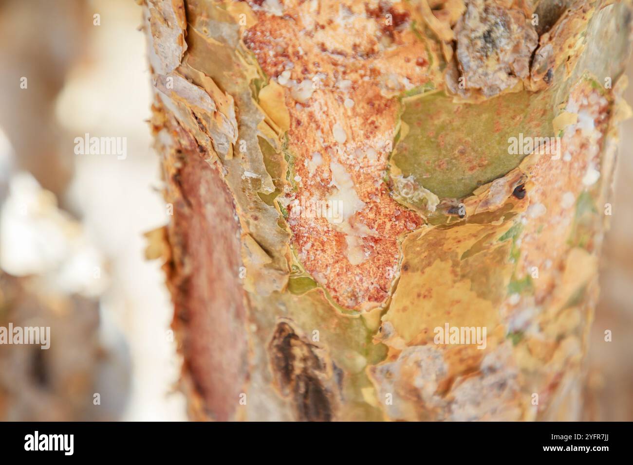 Close-up of aromatic resin of the Frankincense Tree, a centuries-old ...