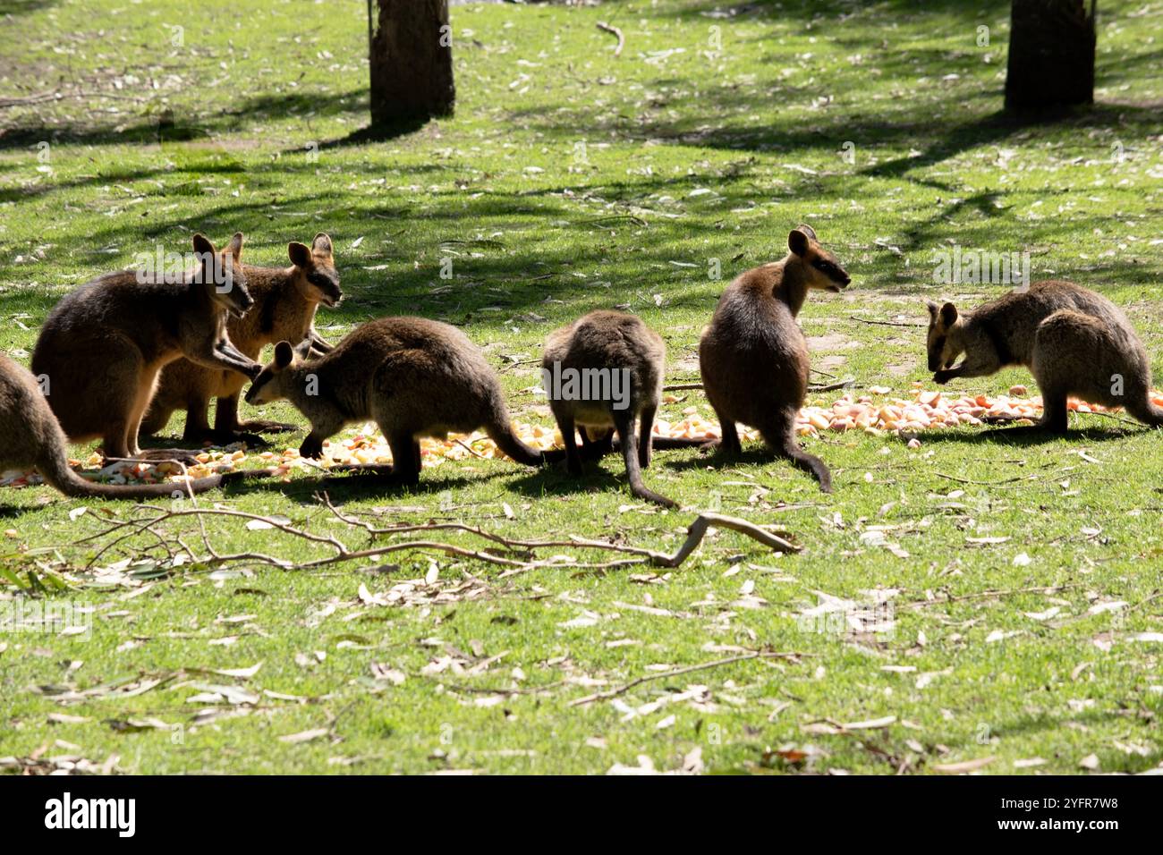 The swamp wallaby has dark brown fur, often with lighter rusty patches ...