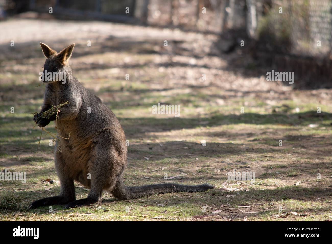 The swamp wallaby has dark brown fur, often with lighter rusty patches ...