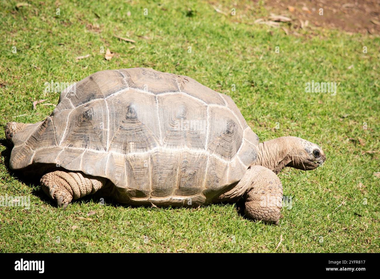 Aldabras Tortoises are one of the world's largest land tortoises Stock ...